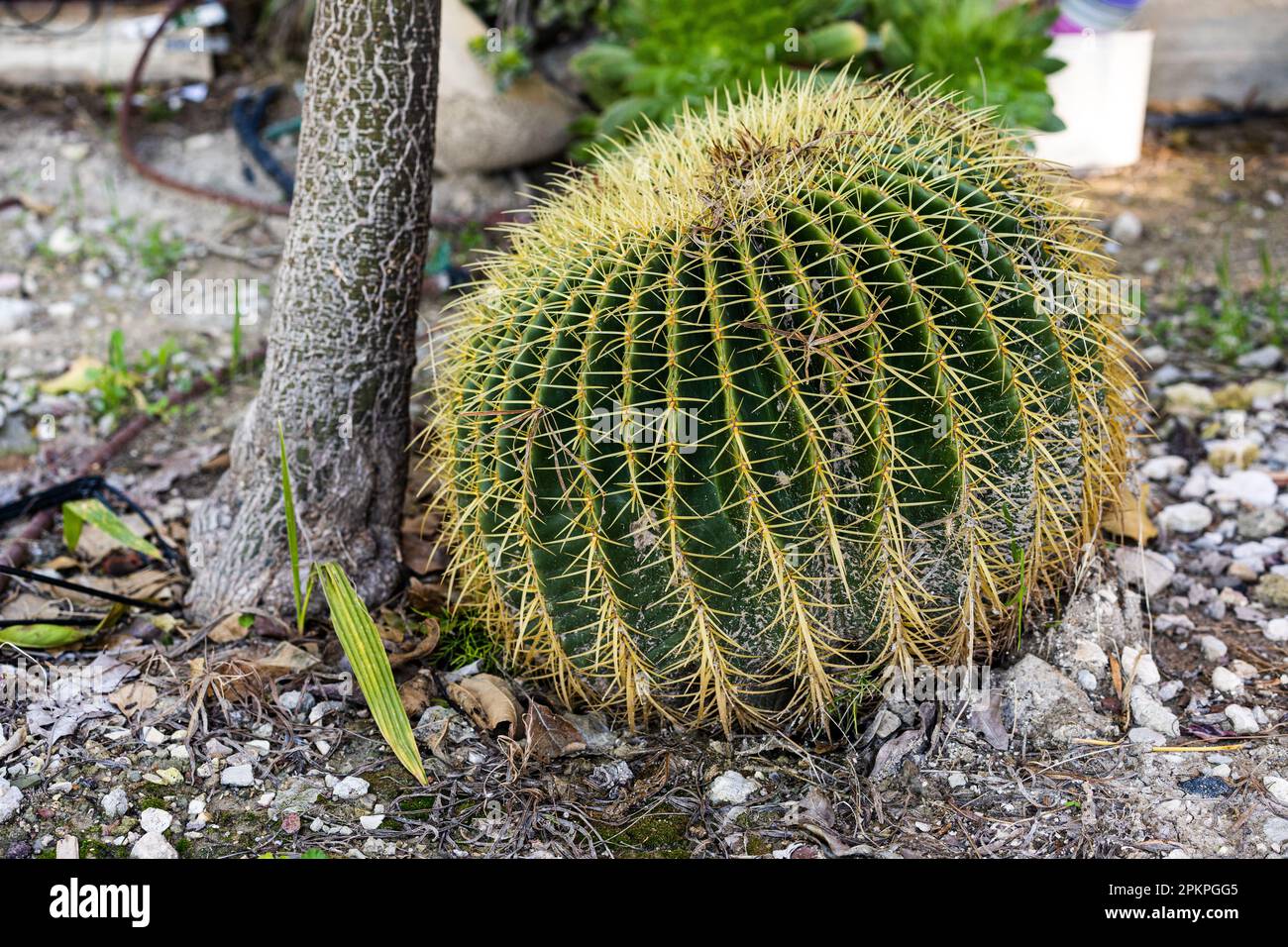 Water-saving Garden Design: Golden Barrel Cactus in Natural Habitat ...