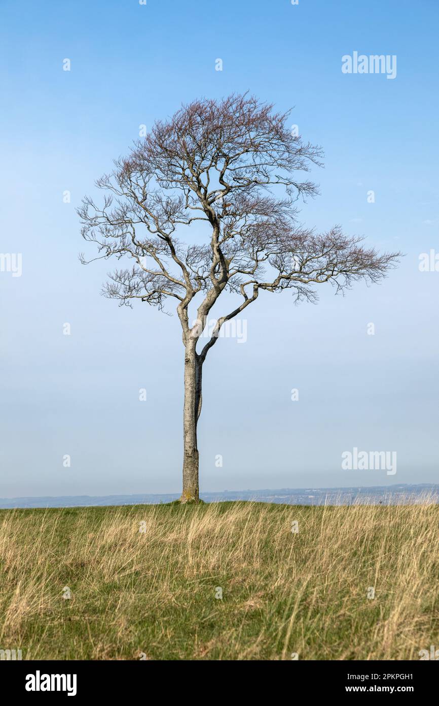 Lone isolated Beech Tree (Fagus sylvatica) at Oliver’s Castle on ...