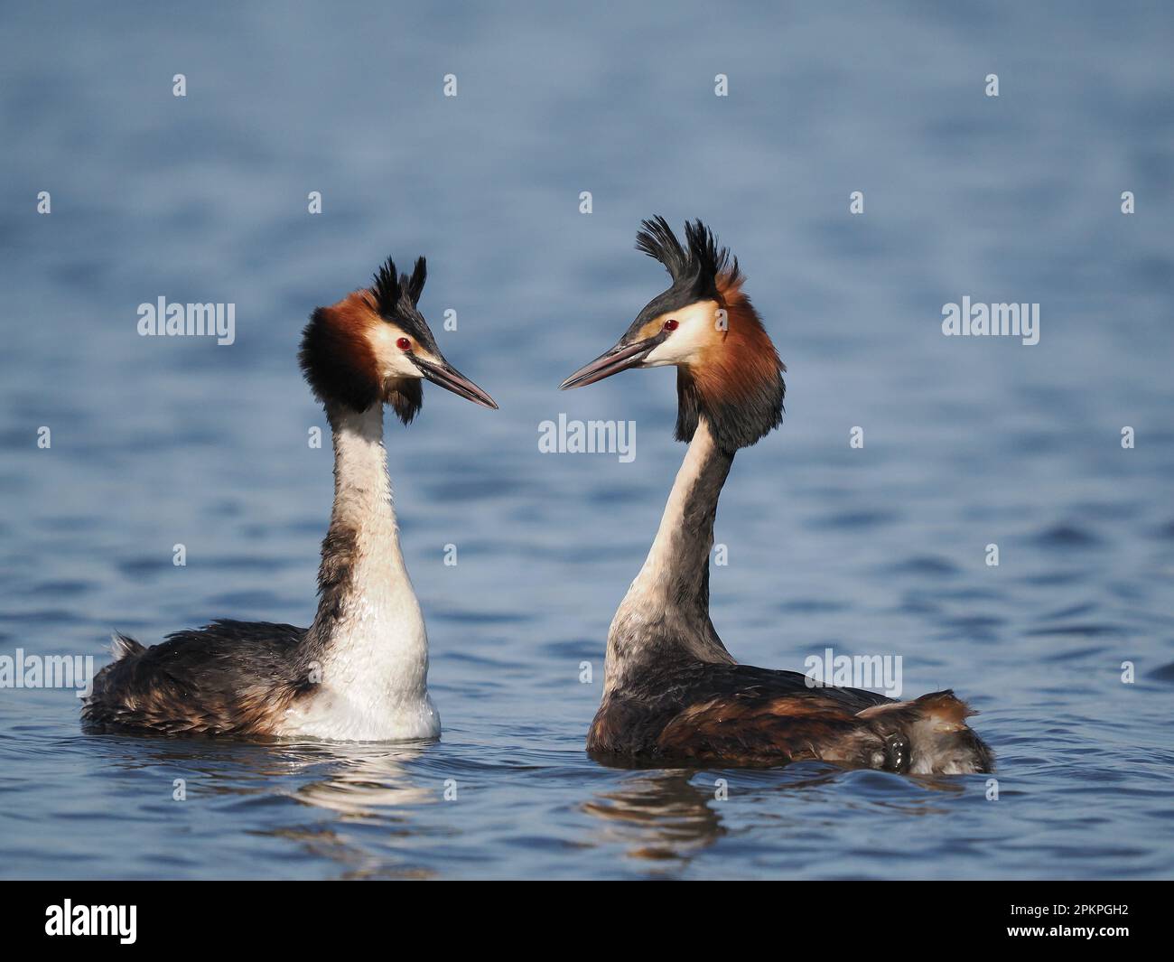 March and April are busy months for great crested grebes with pair ...
