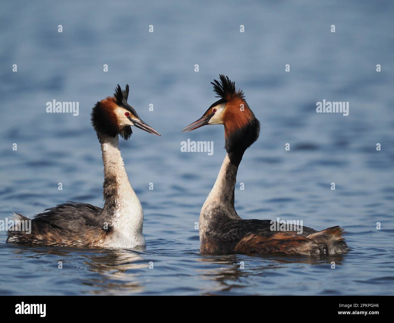March and April are courtship and breeding time for great crested ...