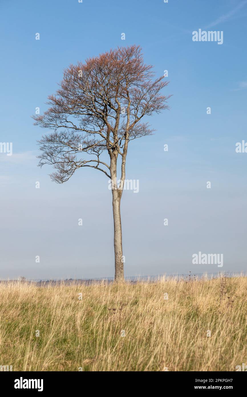 Lone isolated Beech Tree (Fagus sylvatica) at Oliver’s Castle on ...