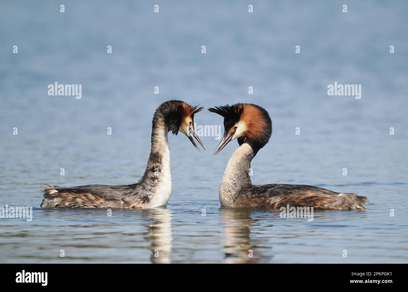 March and April are courtship and breeding time for great crested ...