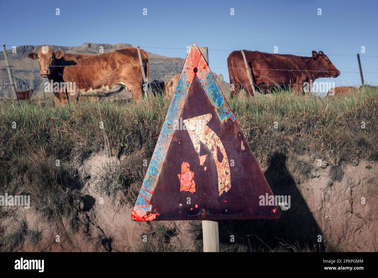 Road sign and cattle on Naudes Nek Pass in the southern Drakensberg ...