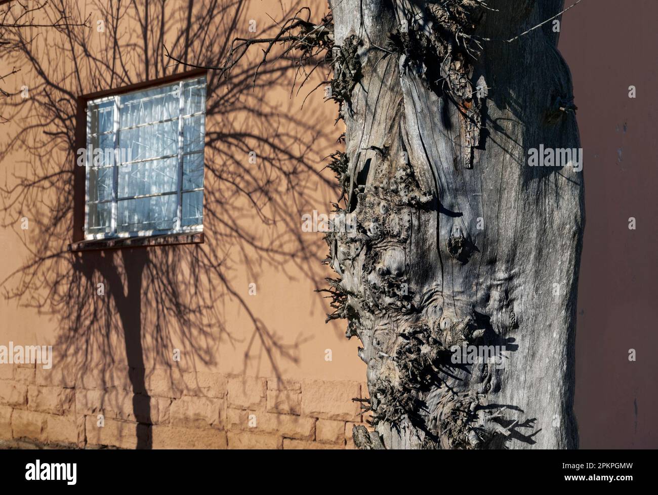Dead tree with window and shadows Stock Photo - Alamy
