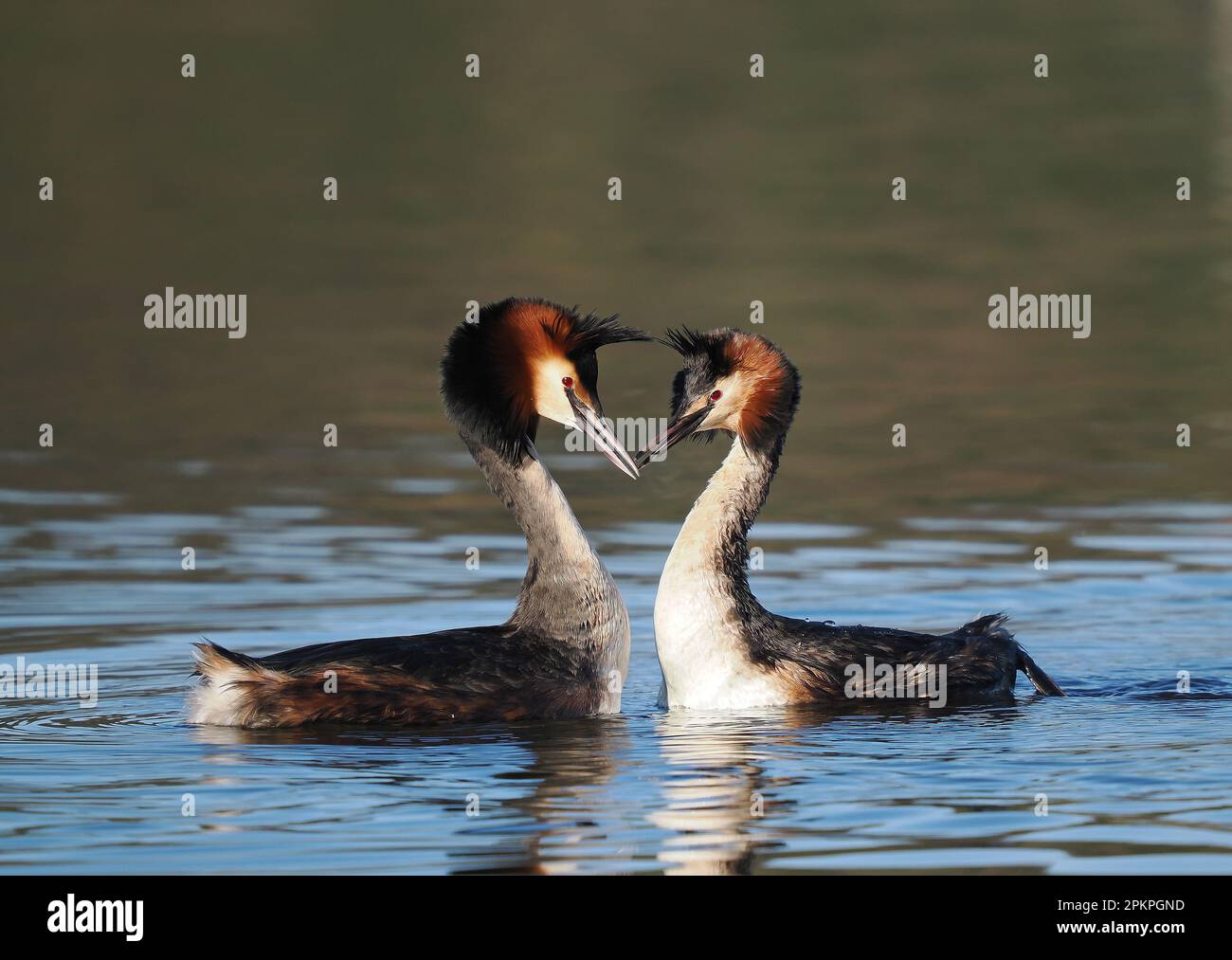 March and April are courtship and breeding time for great crested ...