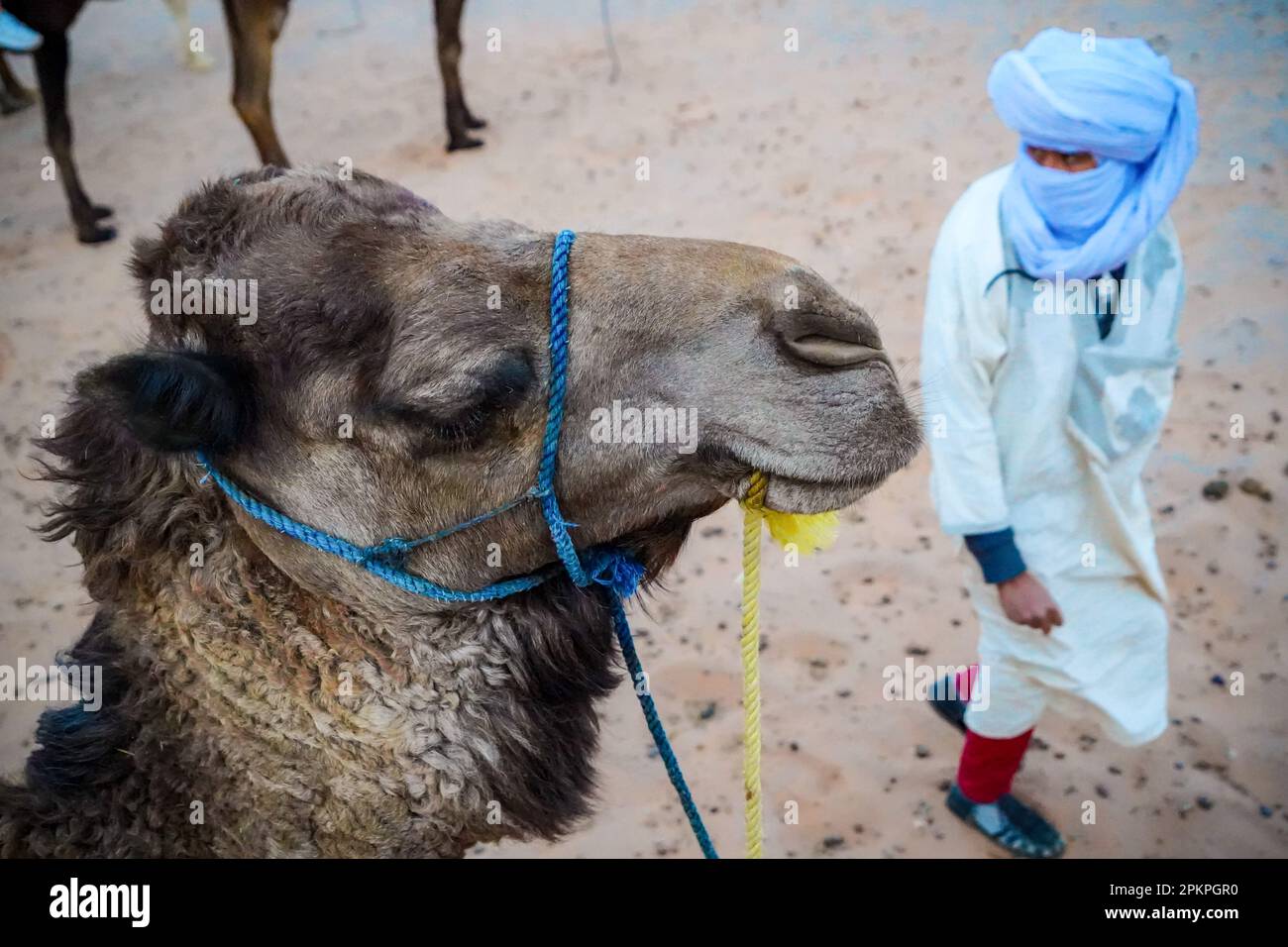 Merzouga, Morocco. 06th Apr, 2023. A Berber man prepares camels for ...