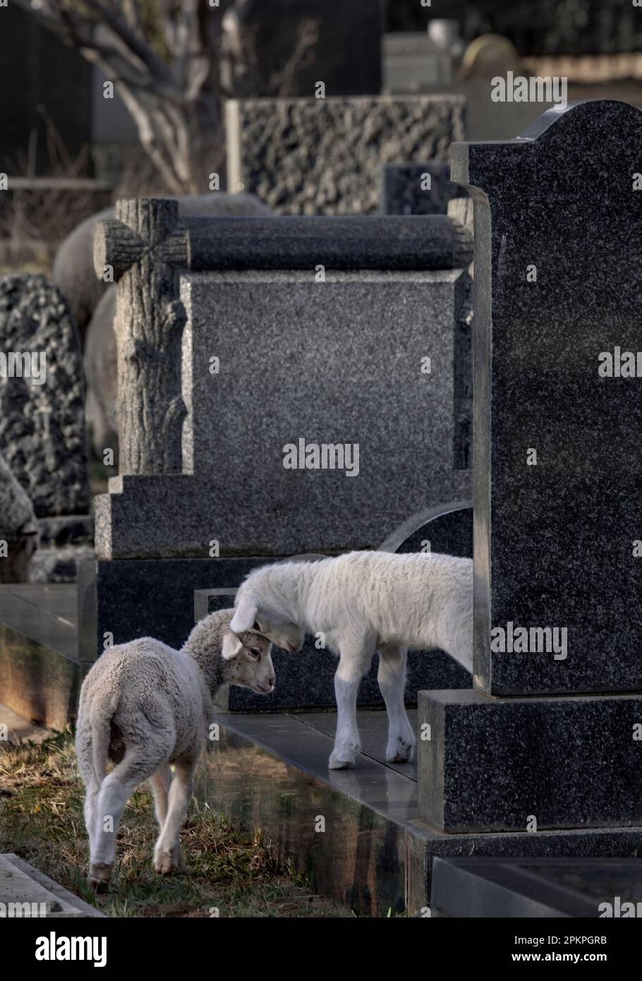 Grave lamb hi-res stock photography and images - Alamy