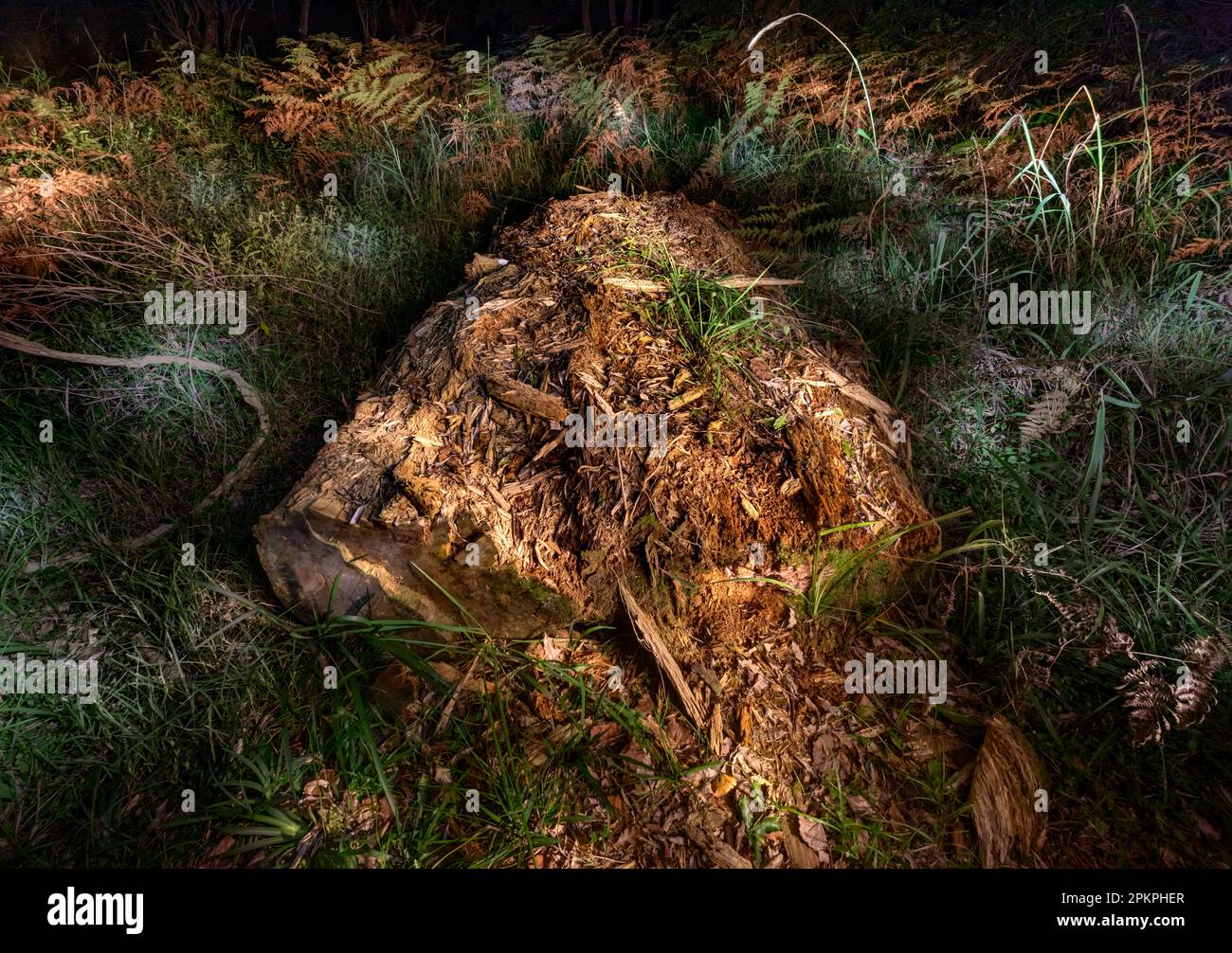 A huge Yellowwood log as abandoned to rot in the Afromontane forest ...