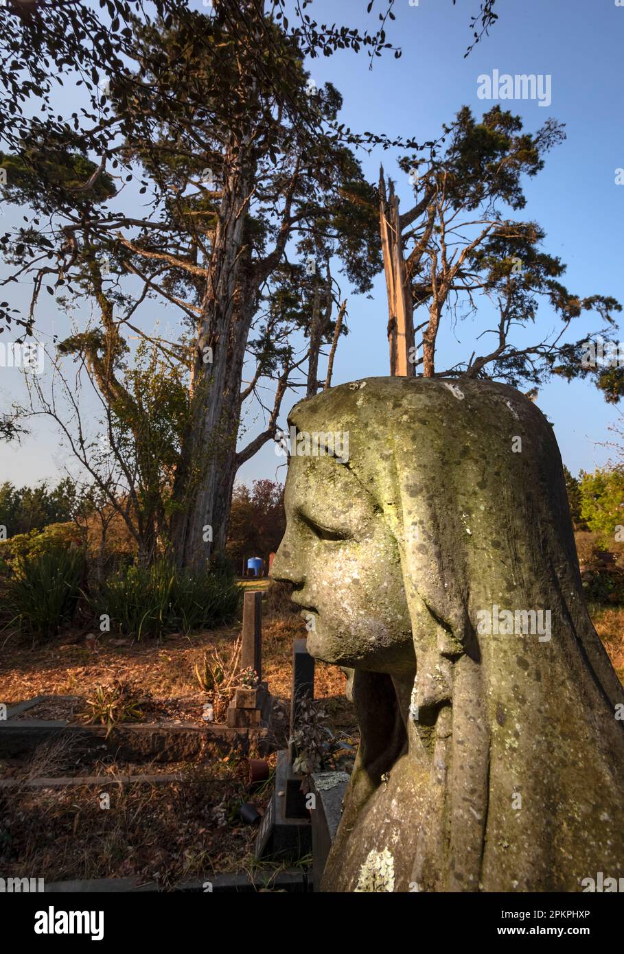 The Haenertsburg cemetery with Mother Mary and old Cedar Trees Stock ...