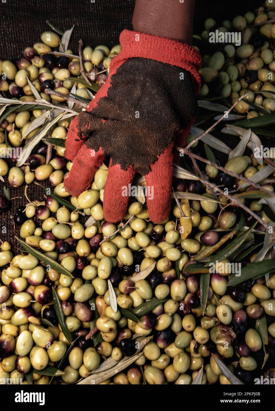 Olive pickers hand at Tokara Stock Photo - Alamy