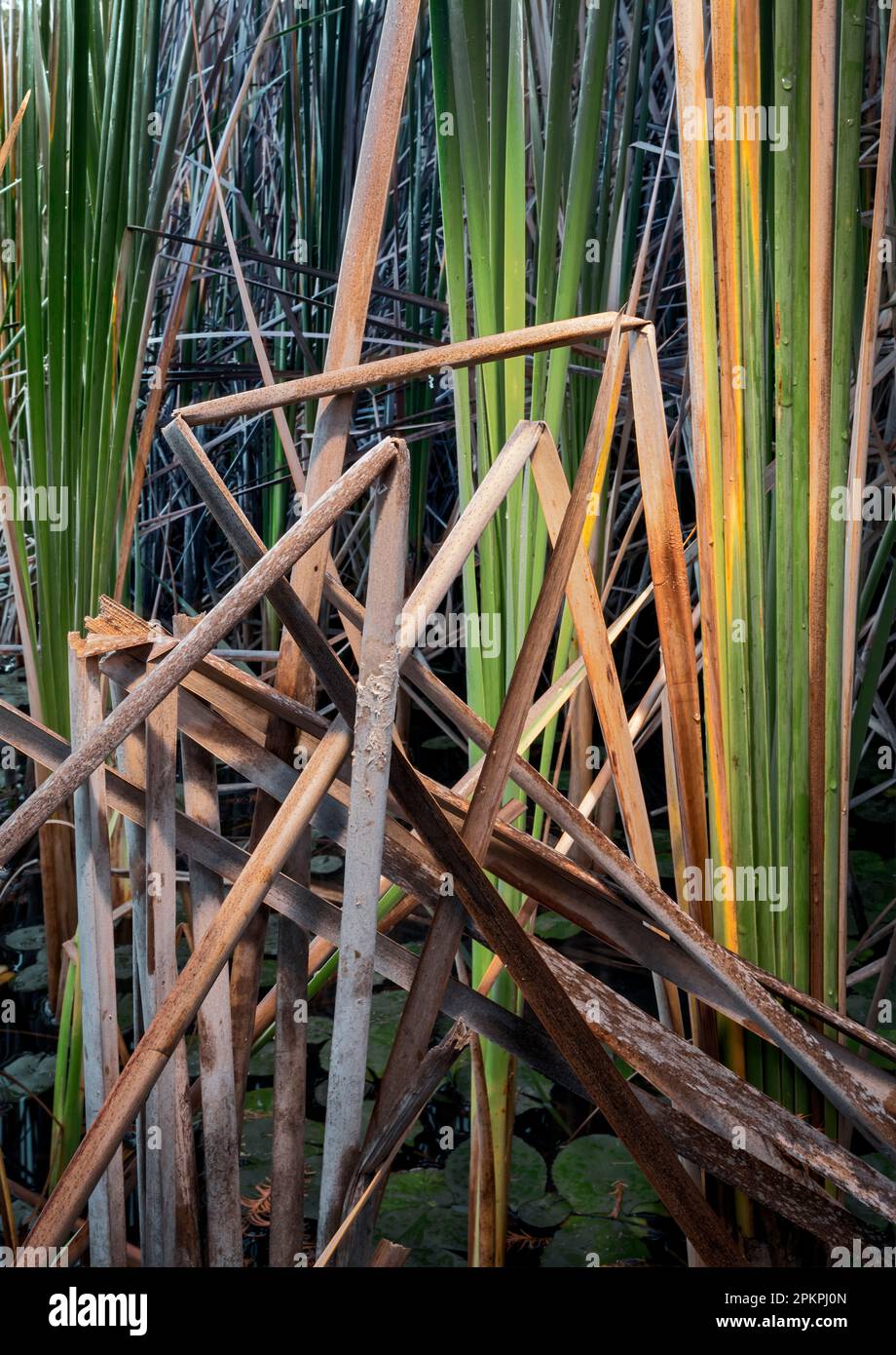 Reed graphics at the Tokara dam Stock Photo - Alamy