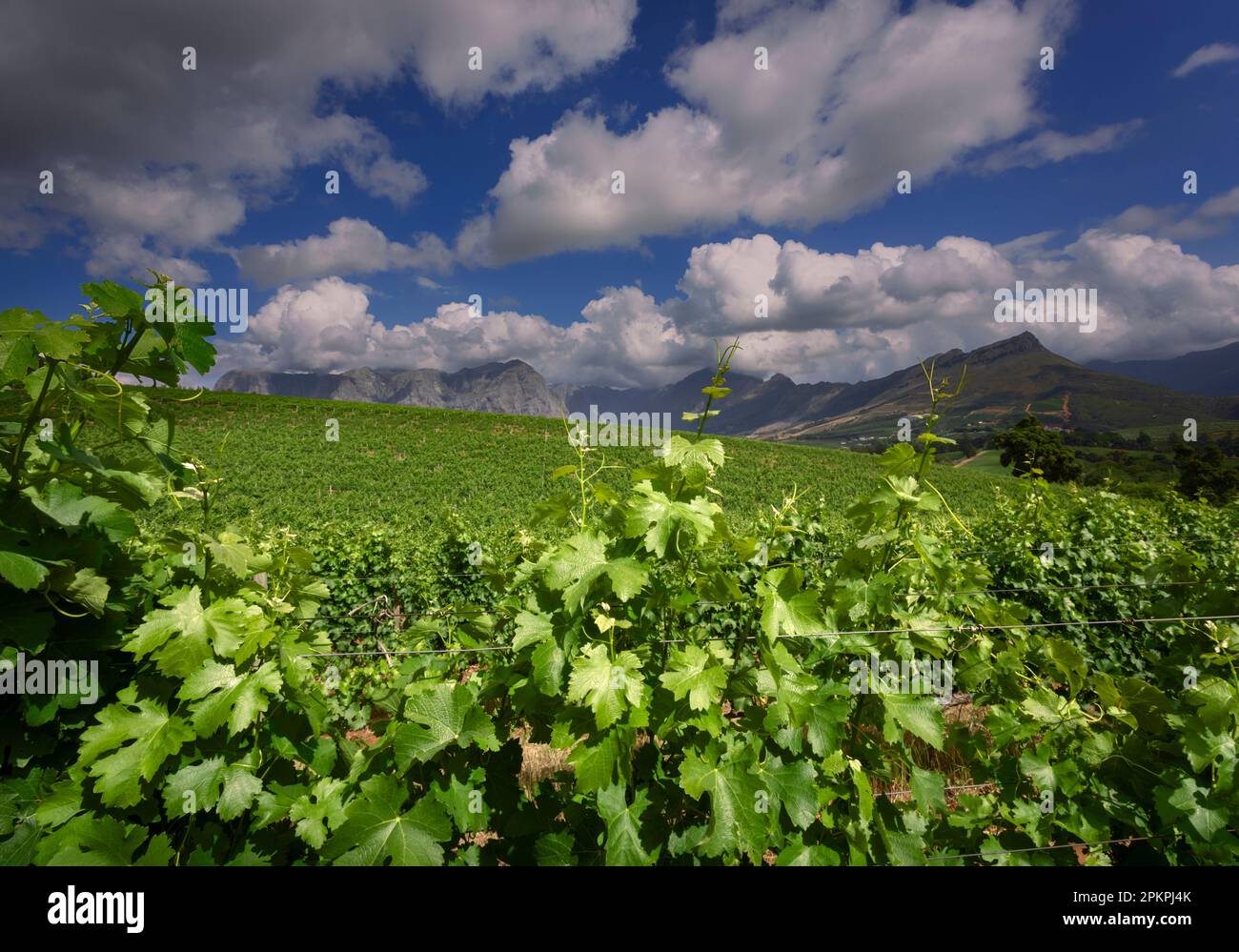 Drakenstein mountains hi-res stock photography and images - Alamy