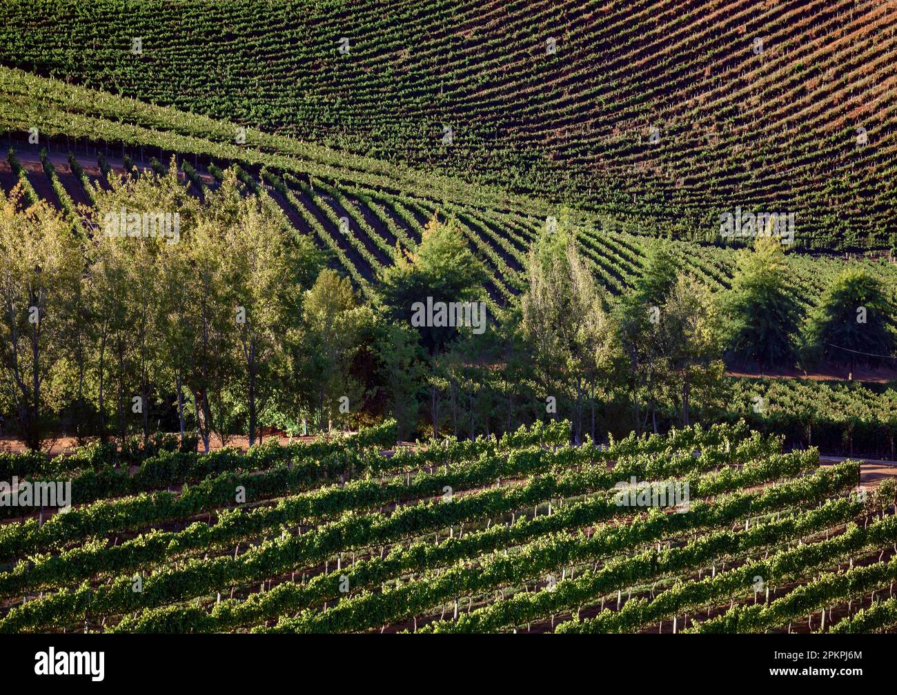 Some of the vineyards of Tokara Wine Estate Stock Photo - Alamy