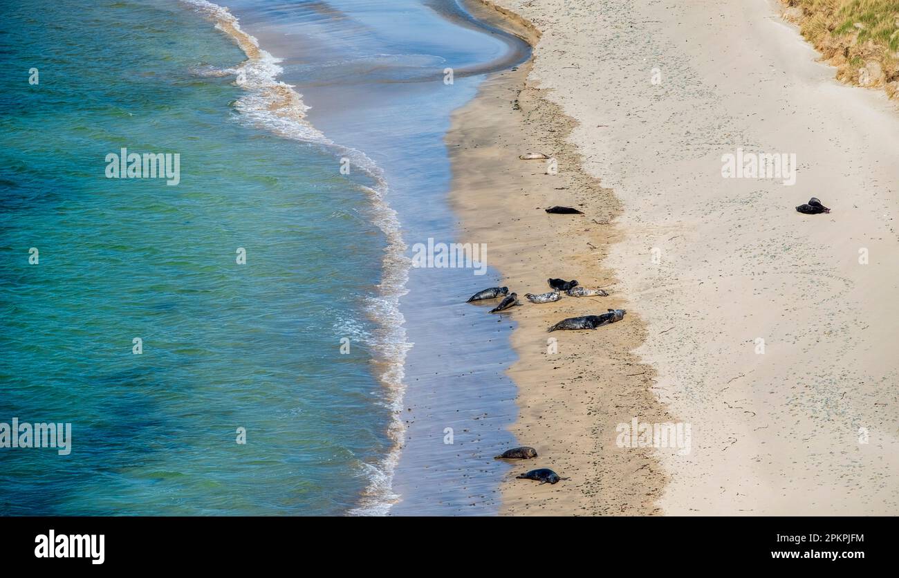 Seals sunbathing on Rerwick Beach, Shetland Islands, Scotland Stock ...