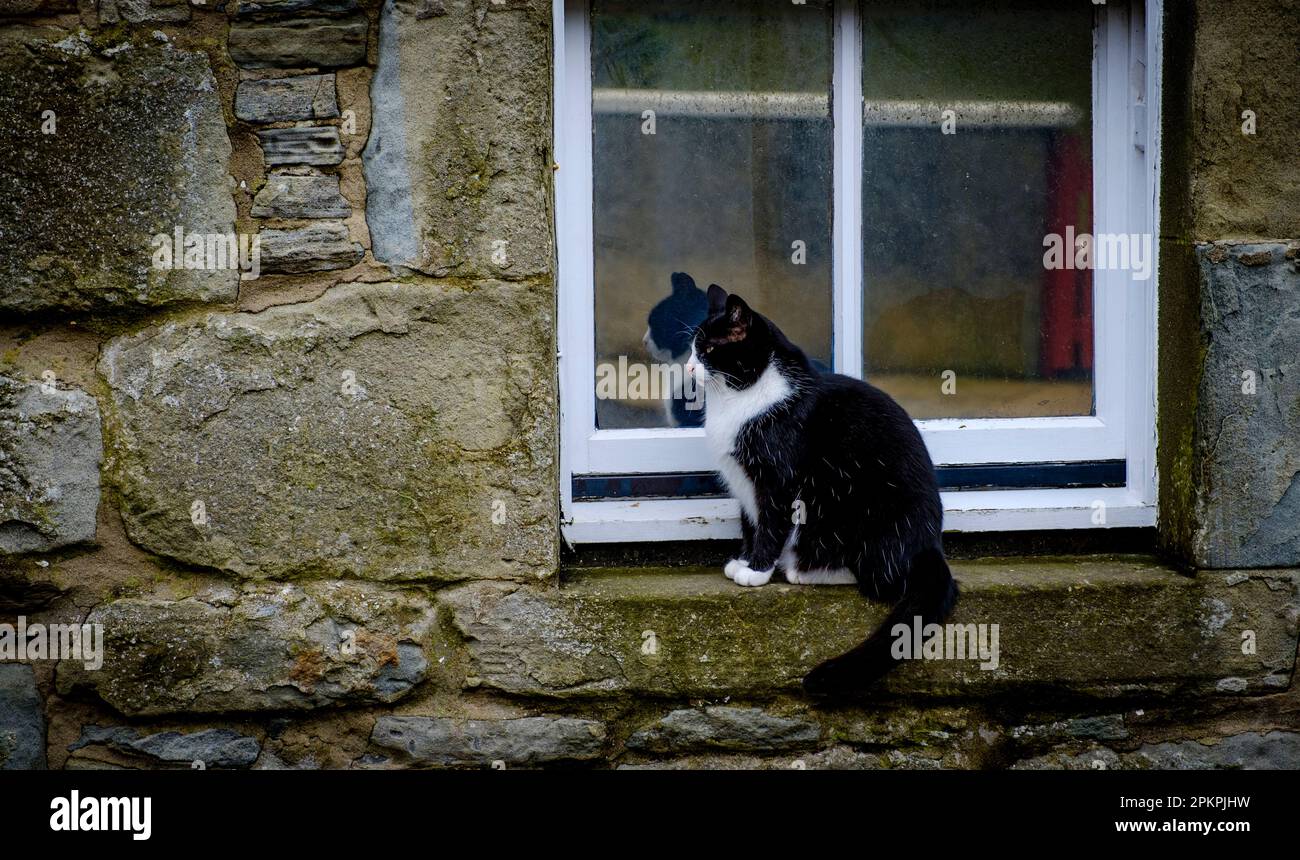 Black cat on a window ledge in Lerwick, Shetland Islands, Scotland ...