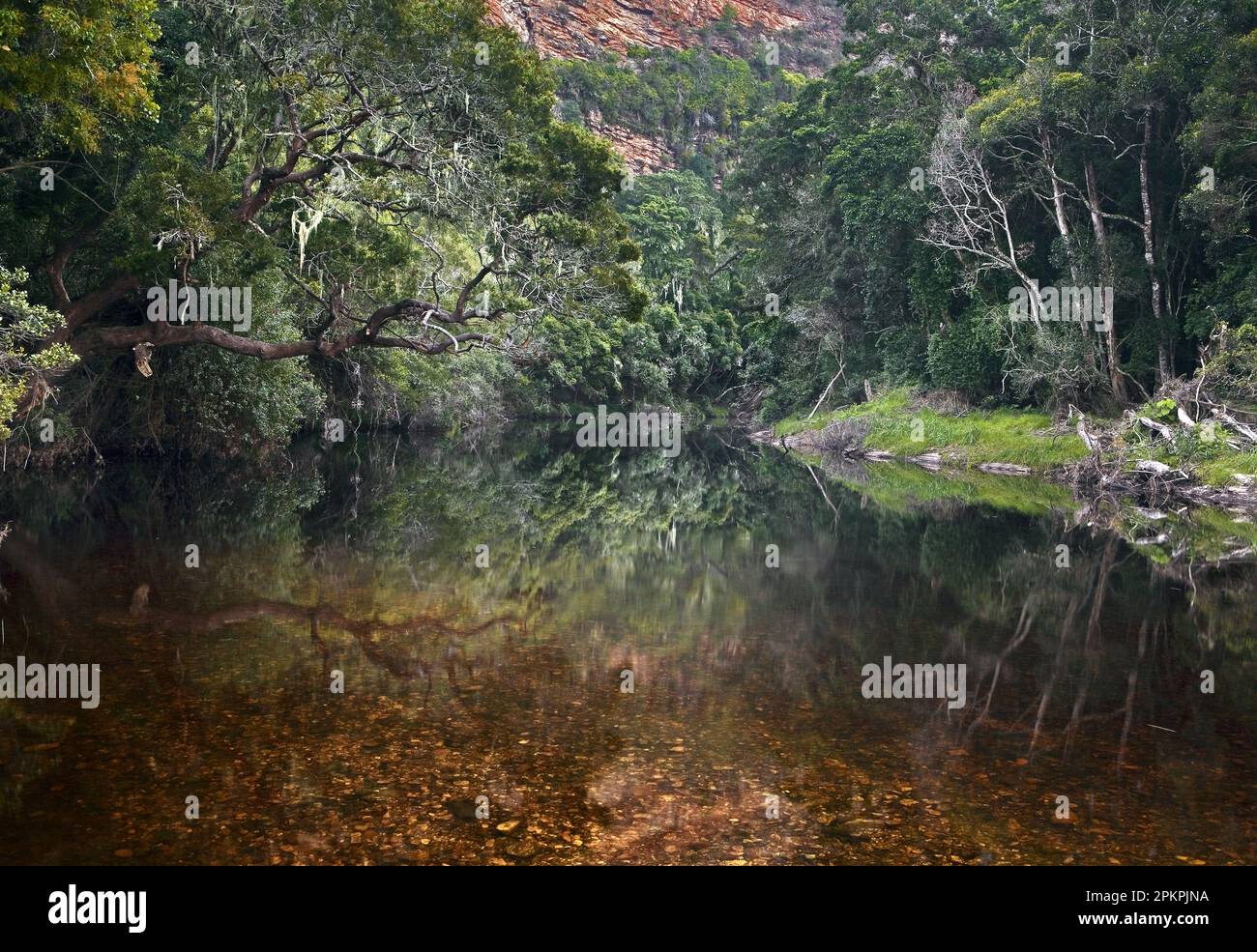 Indigenous forests on the banks of the Grootrivier at the Nature's ...
