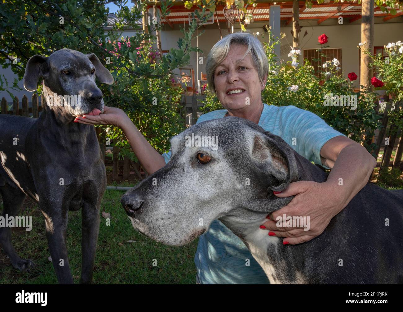 Amanda Olivier with her two Great Danes called Goran and Buttercup in ...