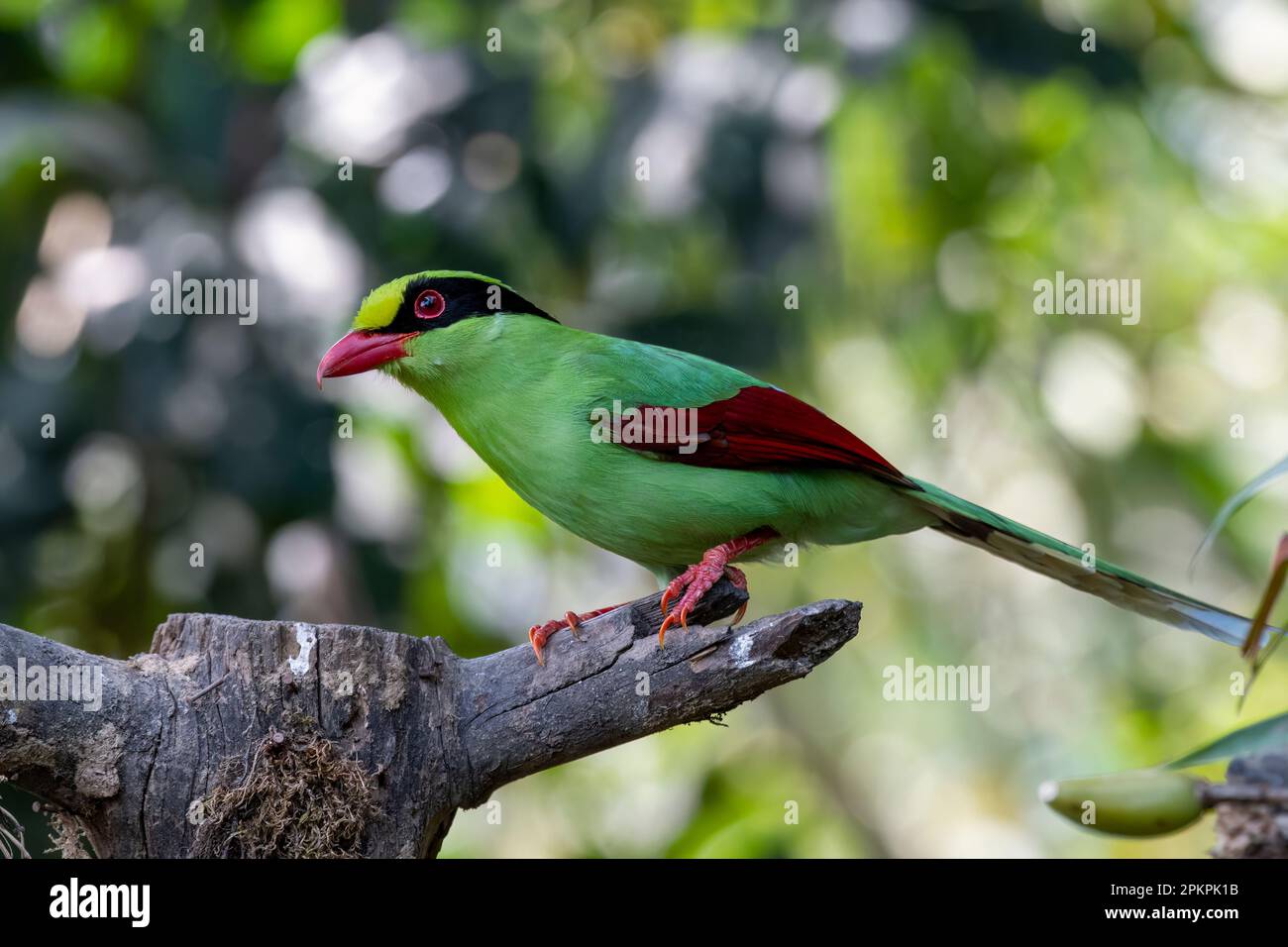 Common green magpie or Cissa chinensis observed in Latpanchar in West ...
