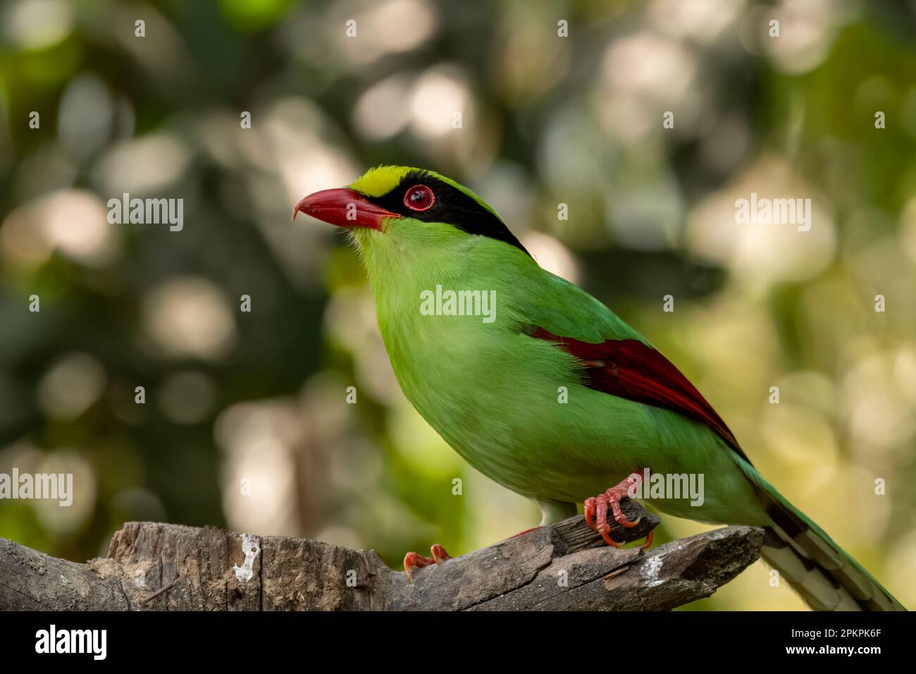 Common green magpie or Cissa chinensis observed in Latpanchar in West ...