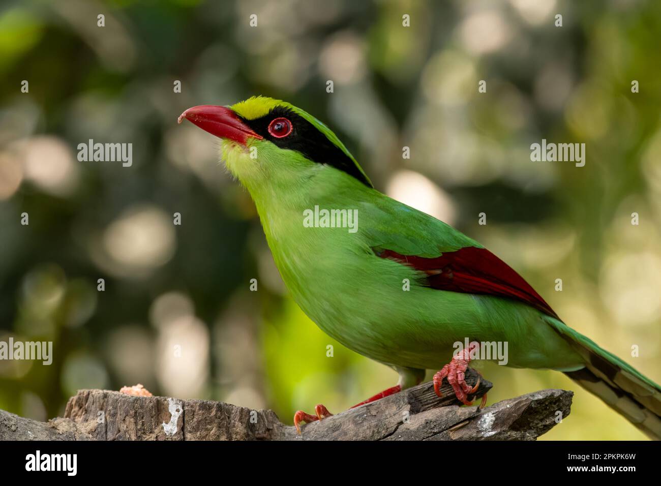 Common green magpie or Cissa chinensis observed in Latpanchar in West ...