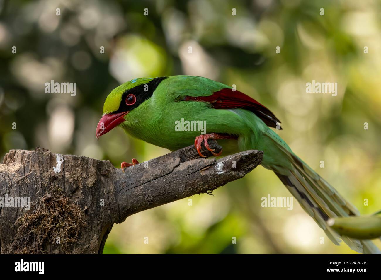 Common green magpie or Cissa chinensis observed in Latpanchar in West ...