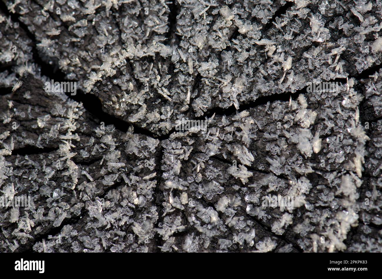 Cut log covered with frost. Tsutsujigahara. Akan Mashu National Park ...