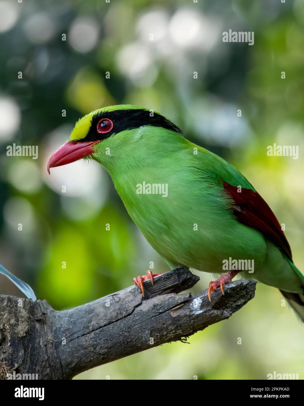 Common green magpie or Cissa chinensis observed in Latpanchar in West ...