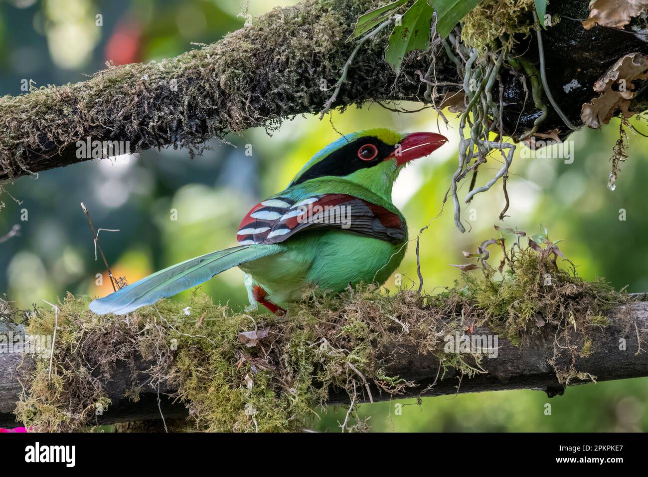 Common green magpie or Cissa chinensis observed in Latpanchar in West ...
