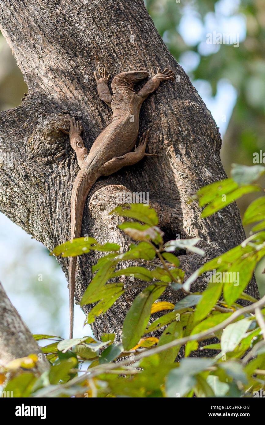 Bengal monitor (Varanus bengalensis) from Nagarahole National Park ...