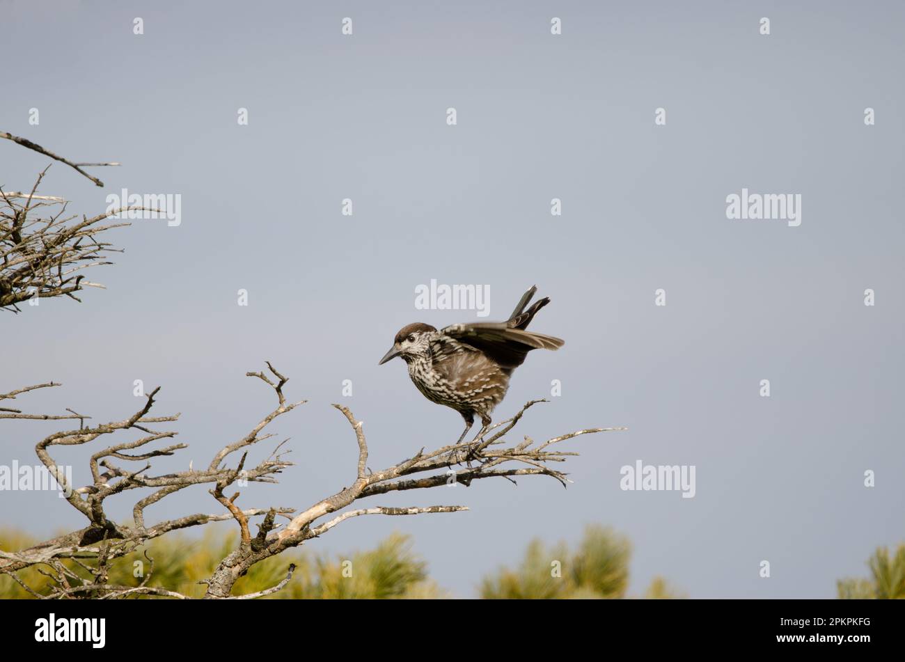 Nucifraga caryocatactes japonica hi-res stock photography and images ...