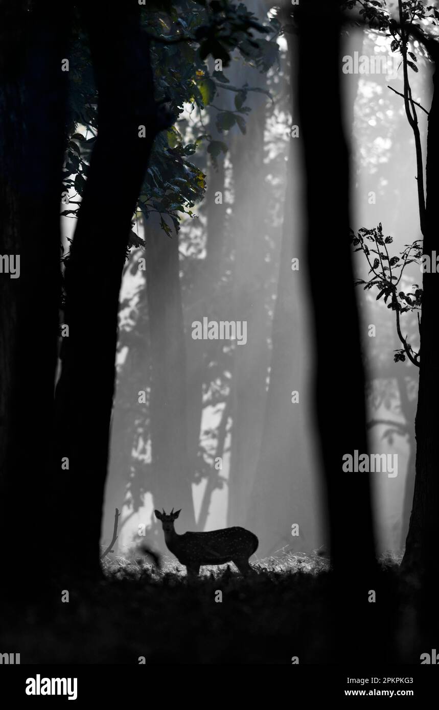 Spotted deer (Axis axis) in the forest of Nagarahole Tiger Reserve ...