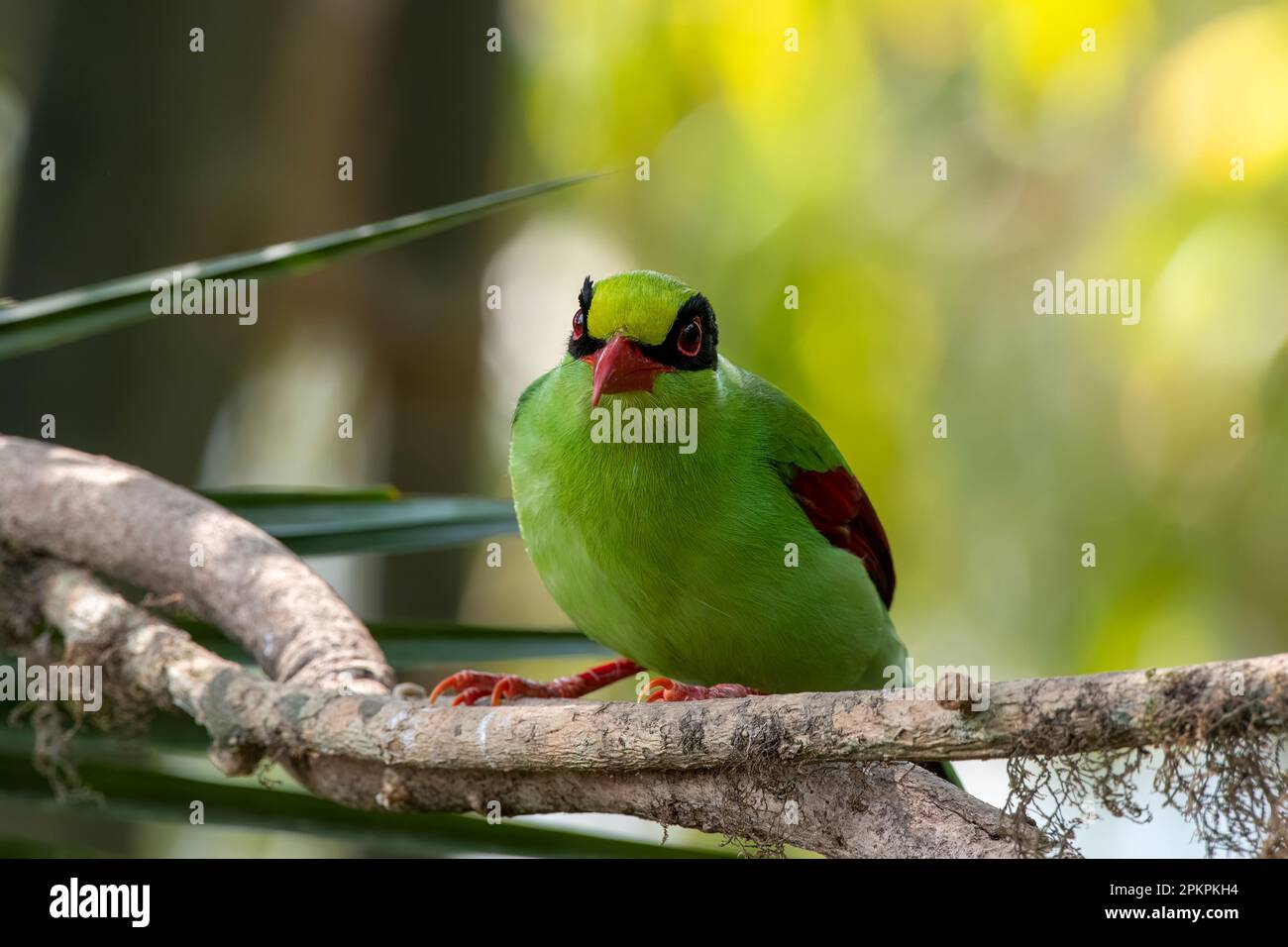 Common green magpie or Cissa chinensis observed in Latpanchar in West ...
