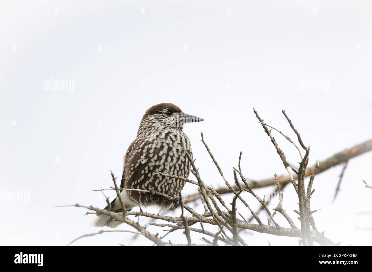 Mokoto hi-res stock photography and images - Alamy