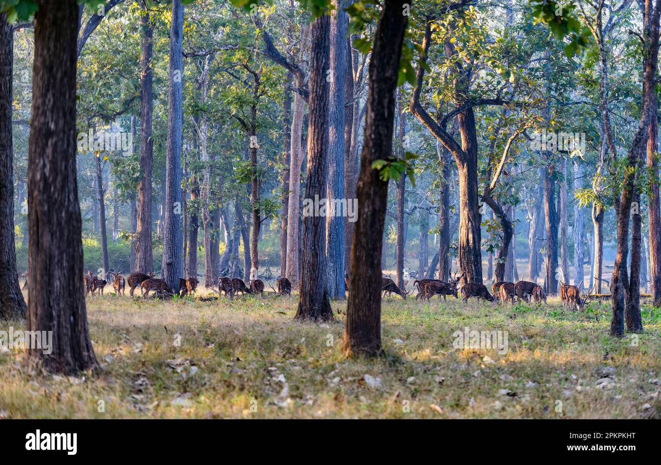 Spotted deers (Axis axis) in the forest of Nagarahole Tiger Reserve ...