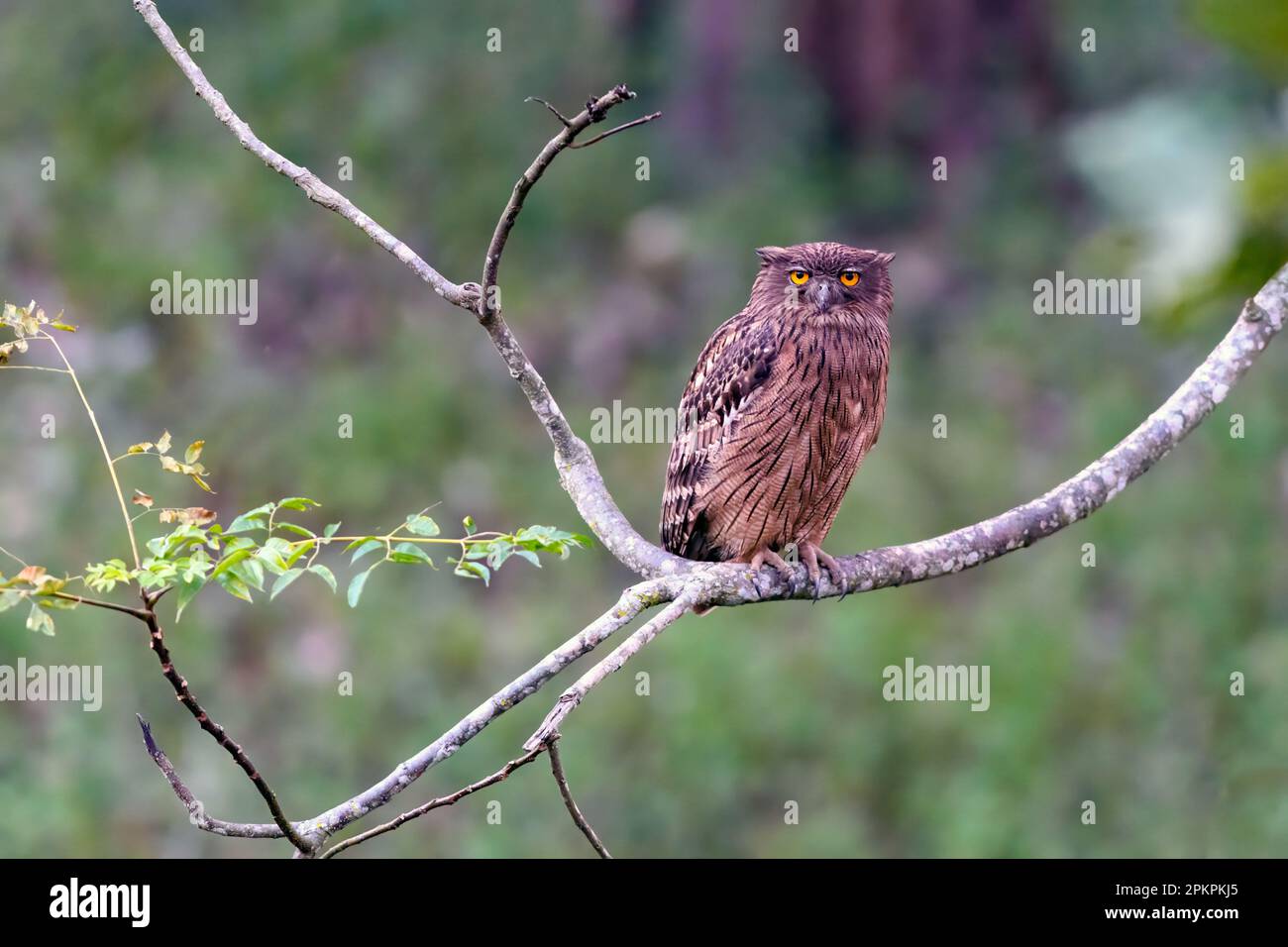 Brown Fish Owl (Ketupa zeylonensis) from Nagarahole NP, southern India ...