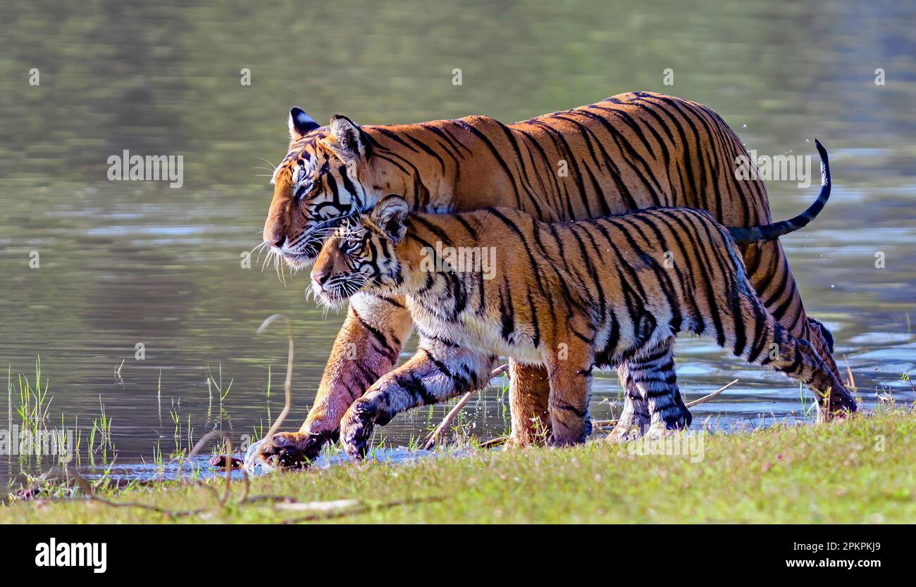 The Bengal tiger (Panthera tigris tigris, female) known as "Kitsmet ...