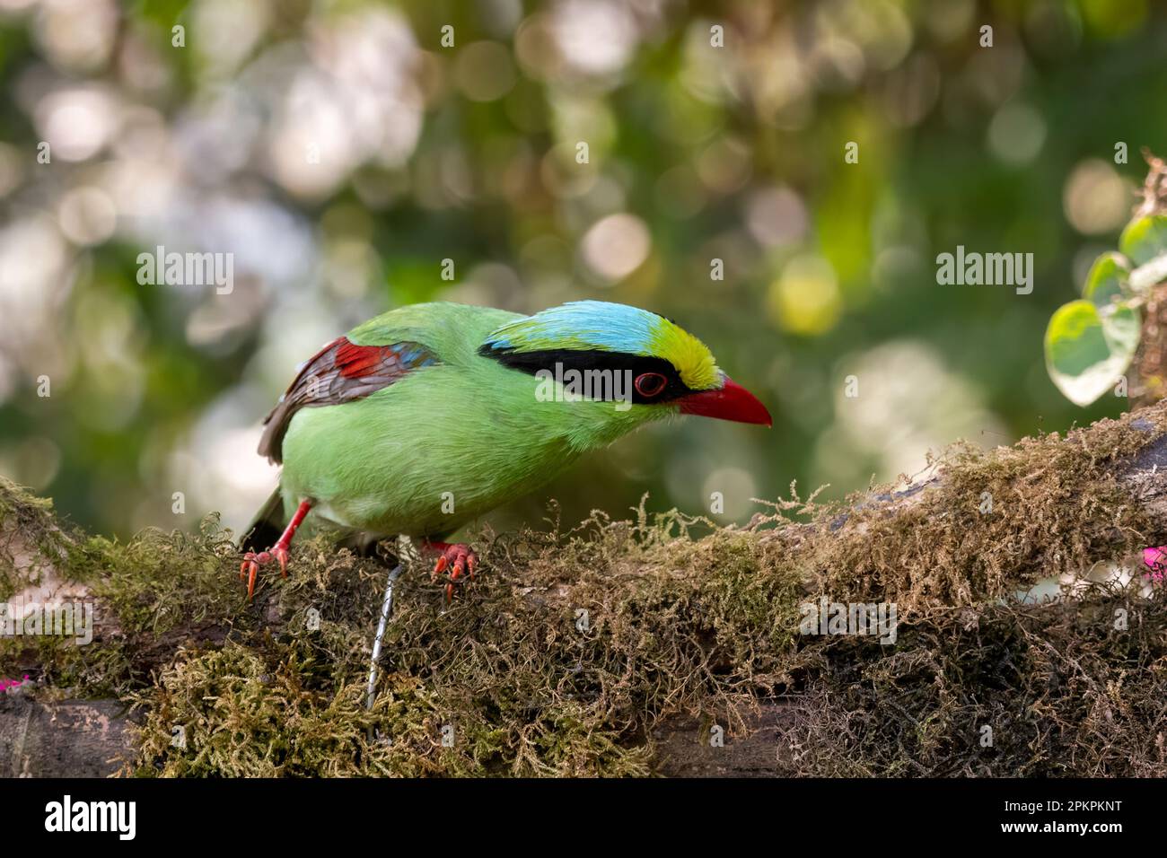 Common green magpie or Cissa chinensis observed in Latpanchar in West ...