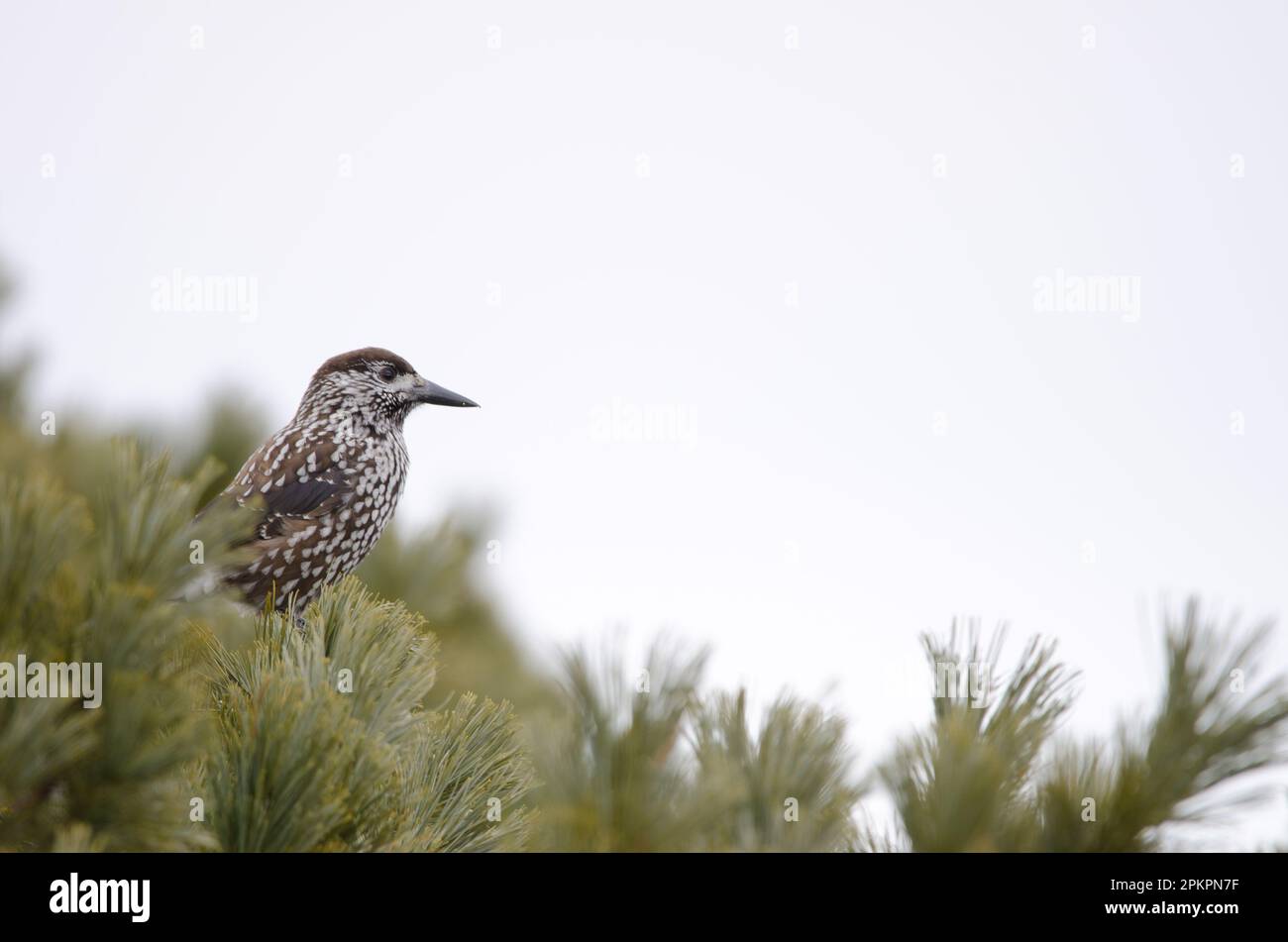 Nucifraga caryocatactes japonica hi-res stock photography and images ...