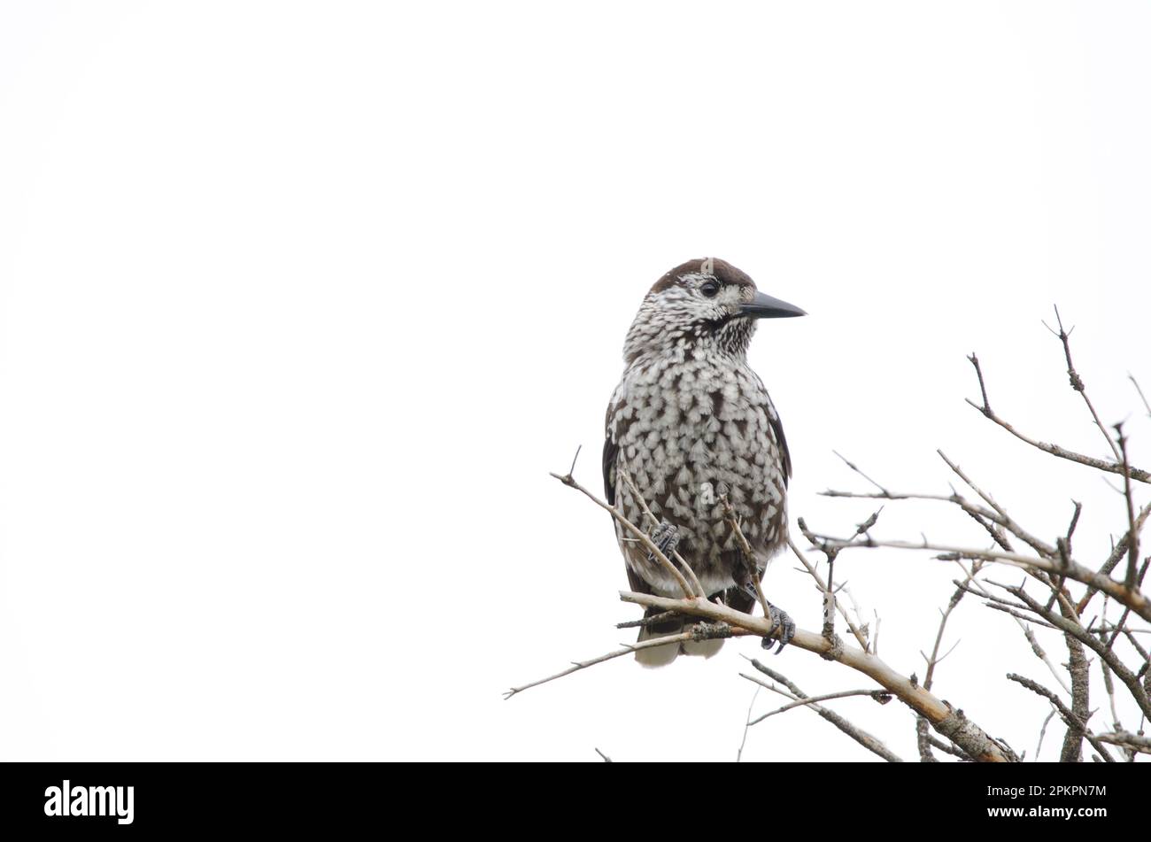 Akan mashu national park Cut Out Stock Images & Pictures - Alamy