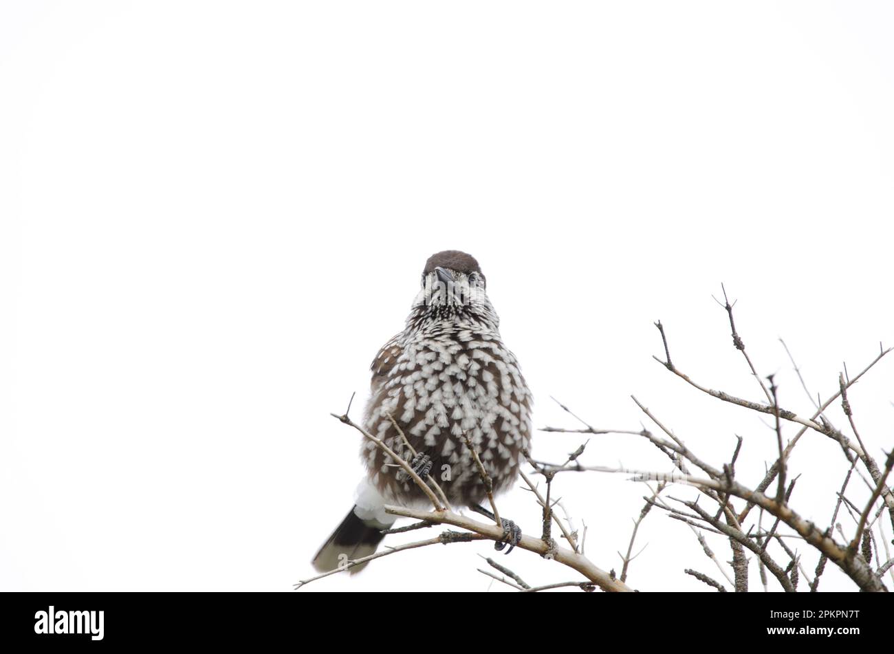 Akan mashu national park Cut Out Stock Images & Pictures - Alamy