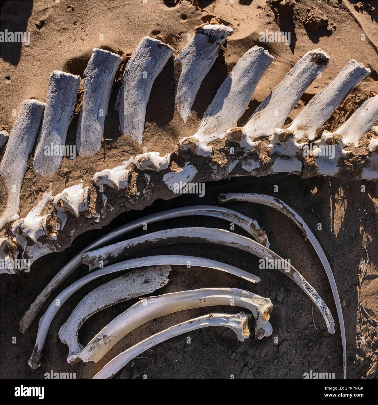 Ribbones hi-res stock photography and images - Alamy