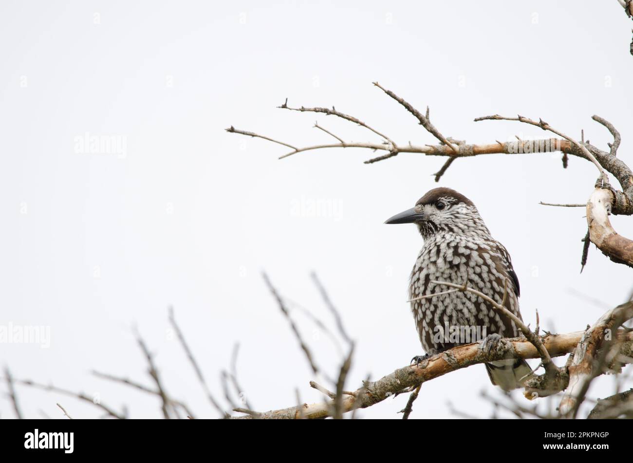 Nucifraga caryocatactes japonica hi-res stock photography and images ...