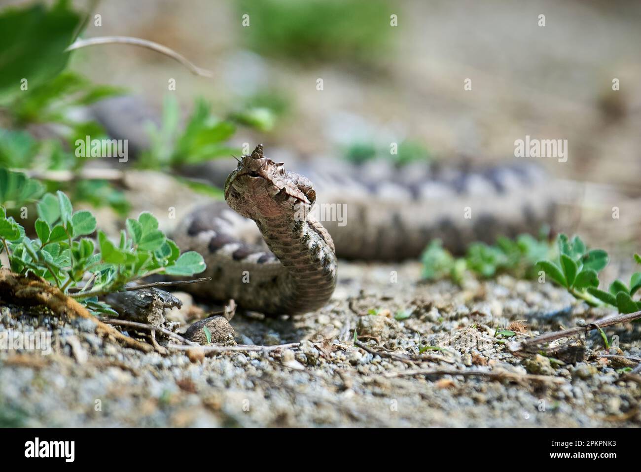 Horn nose viper snake hi-res stock photography and images - Alamy
