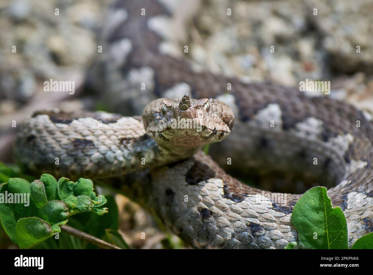 Nose-Horned Viper male in natural habitat (Vipera ammodytes Stock Photo ...