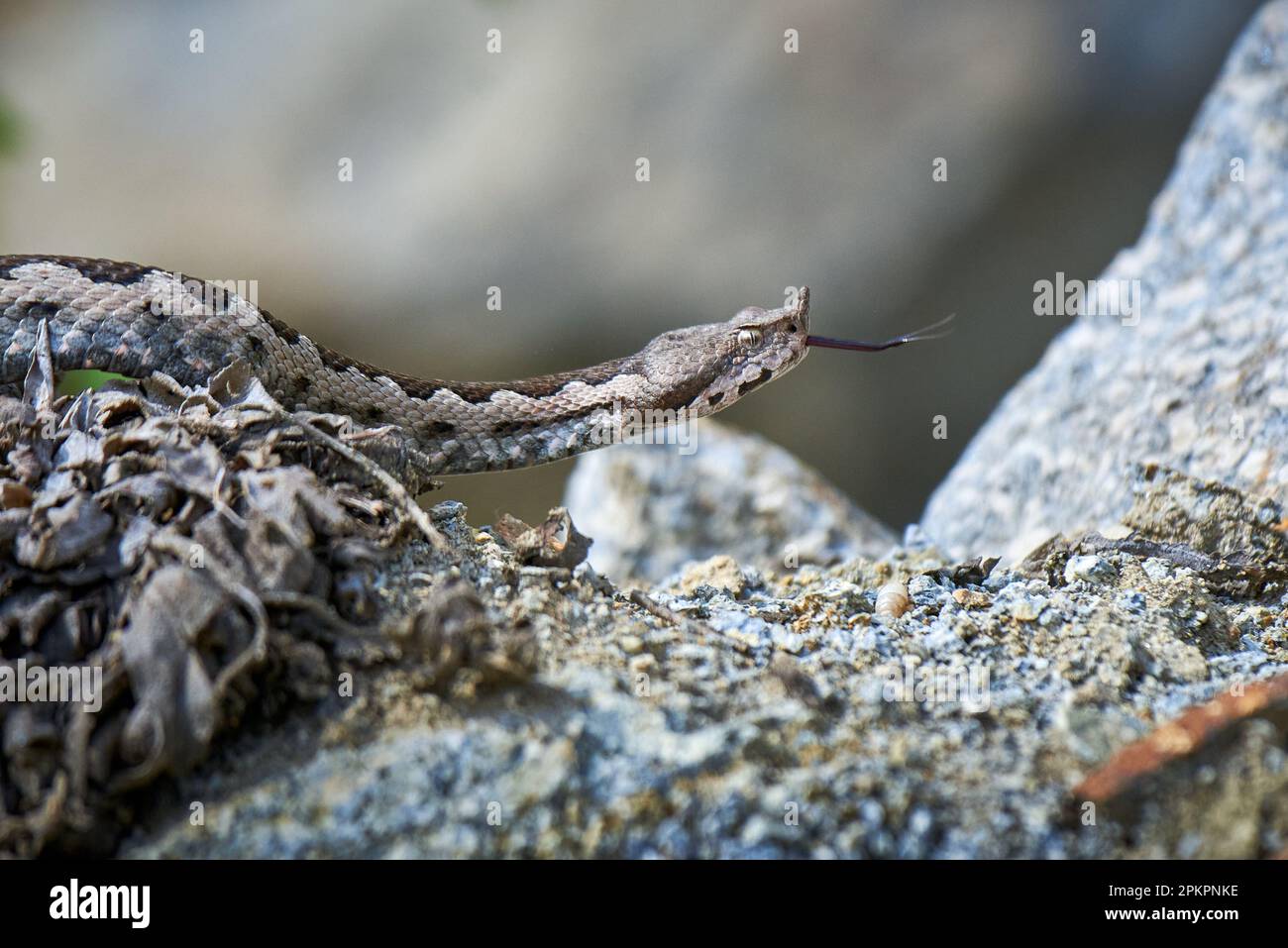Nose horned viper male in hi-res stock photography and images - Alamy
