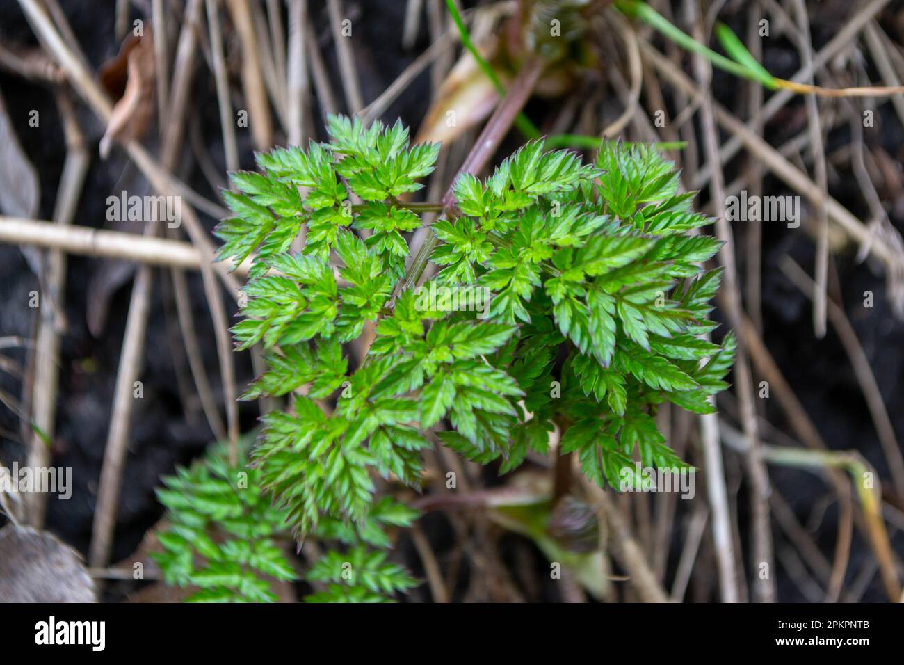 A close up of a plant with green leaves and the word fern on it. High ...