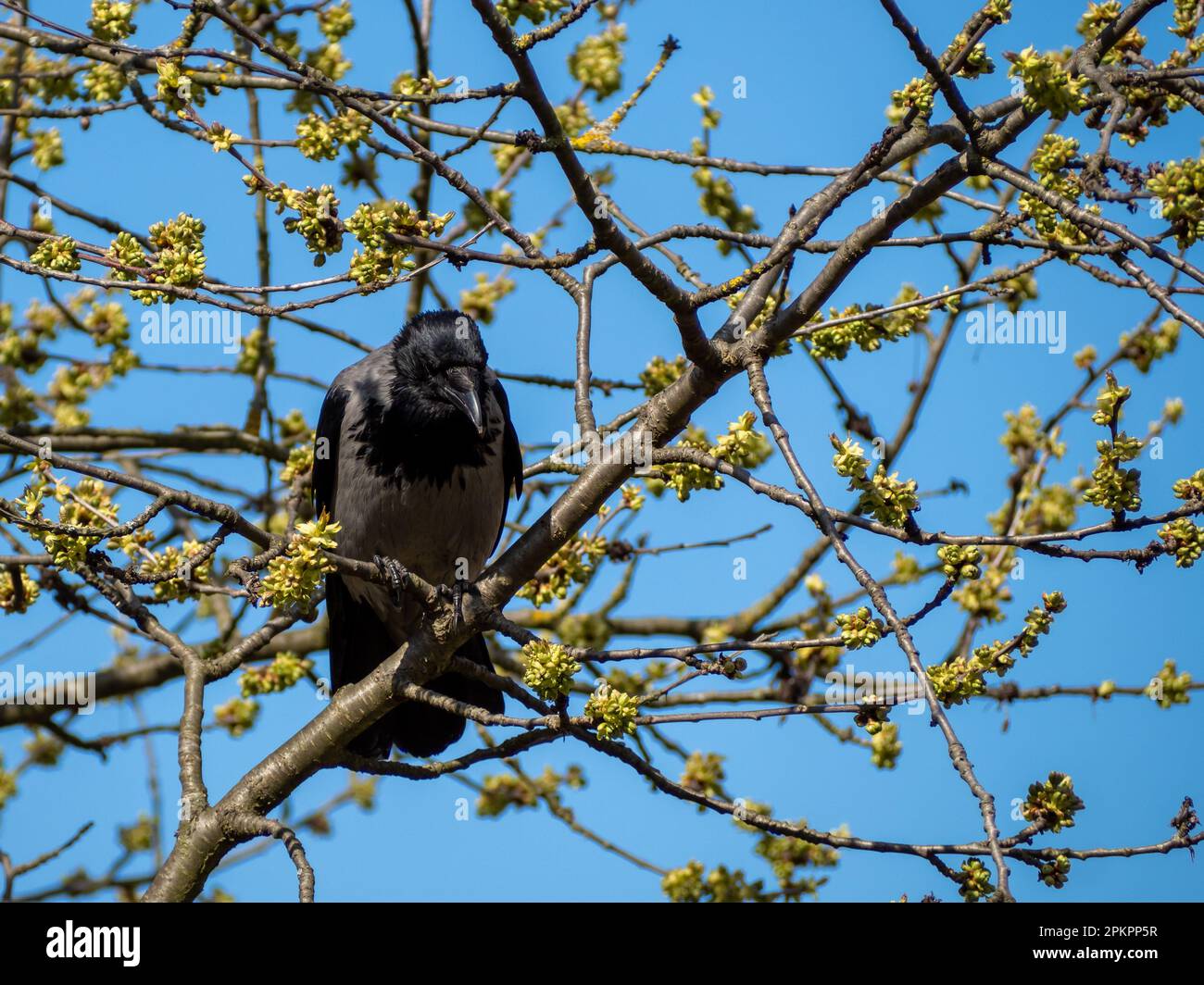 The crow sits on a tree branch. The bird is basking in the sun Stock ...
