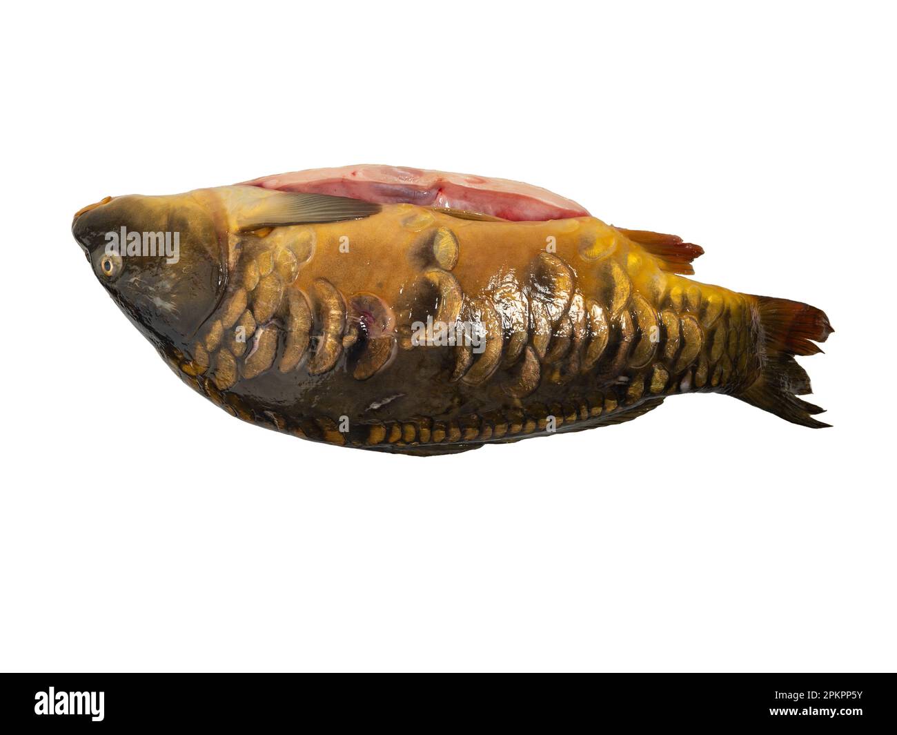 Carp fish isolated on white background. Carp on a white background ...