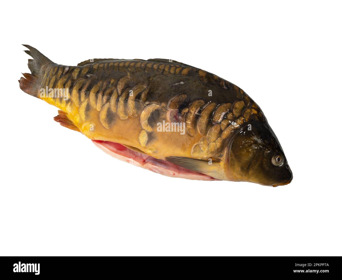 Underwater carp Cut Out Stock Images & Pictures - Alamy