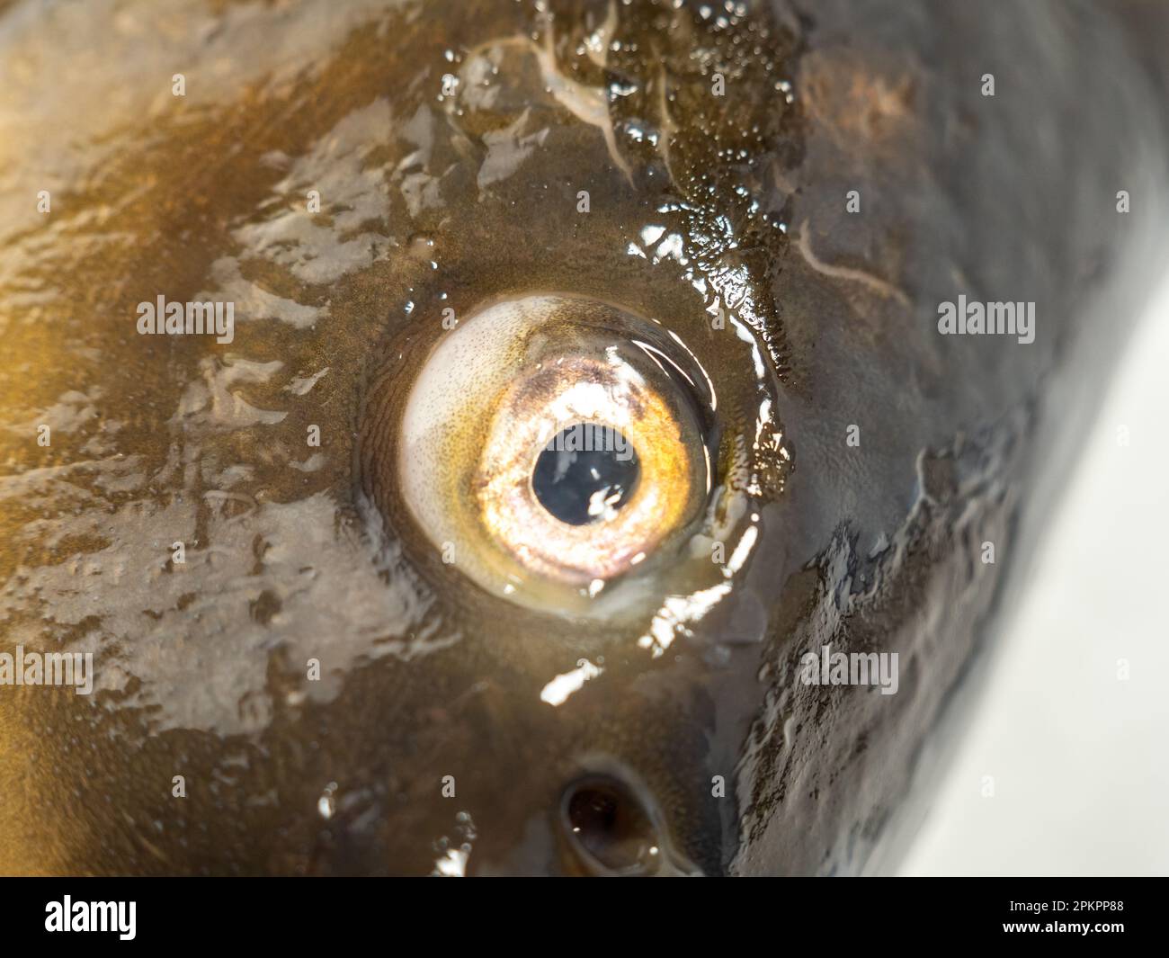 Fish head, carp head. Carp on a white background. Close-up Stock Photo ...